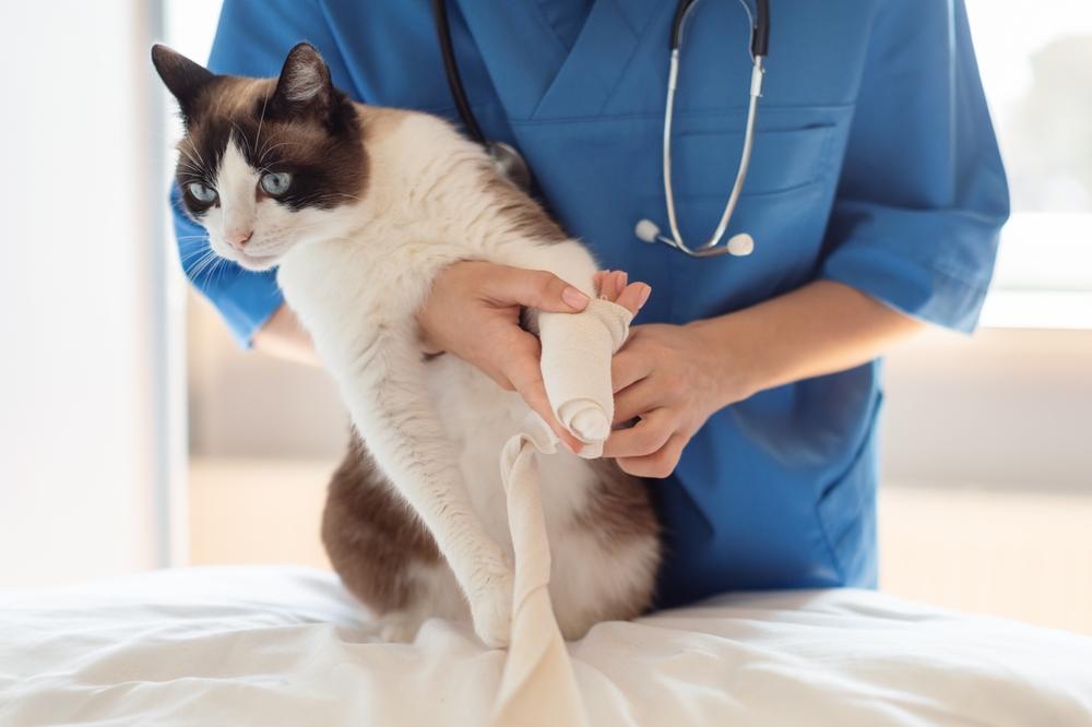 7 Cara Tepat Mengobati Kaki Kucing Pincang agar Cepat Pulih