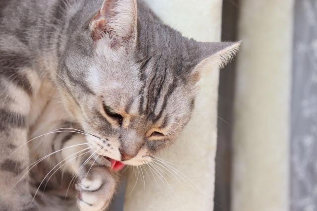 5 Penyebab Kucing Muntah Darah dan Cara Mengatasinya