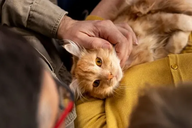 10 Penyakit Kulit pada Kucing yang Perlu Diwaspadai - Hello Sehat