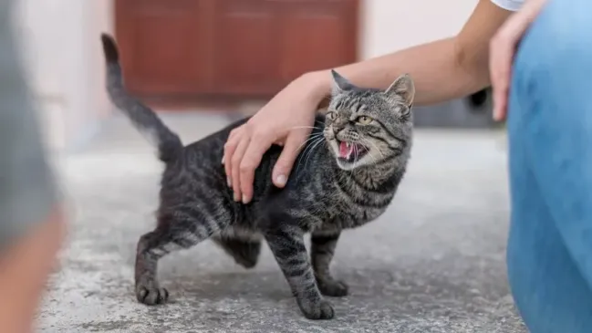 Ketahui Jenis Vaksin Kucing serta Jadwal Pemberiannya