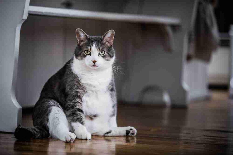 Kucing Obesitas, Ini 6 Penyebab dan Cara Mengatasinya