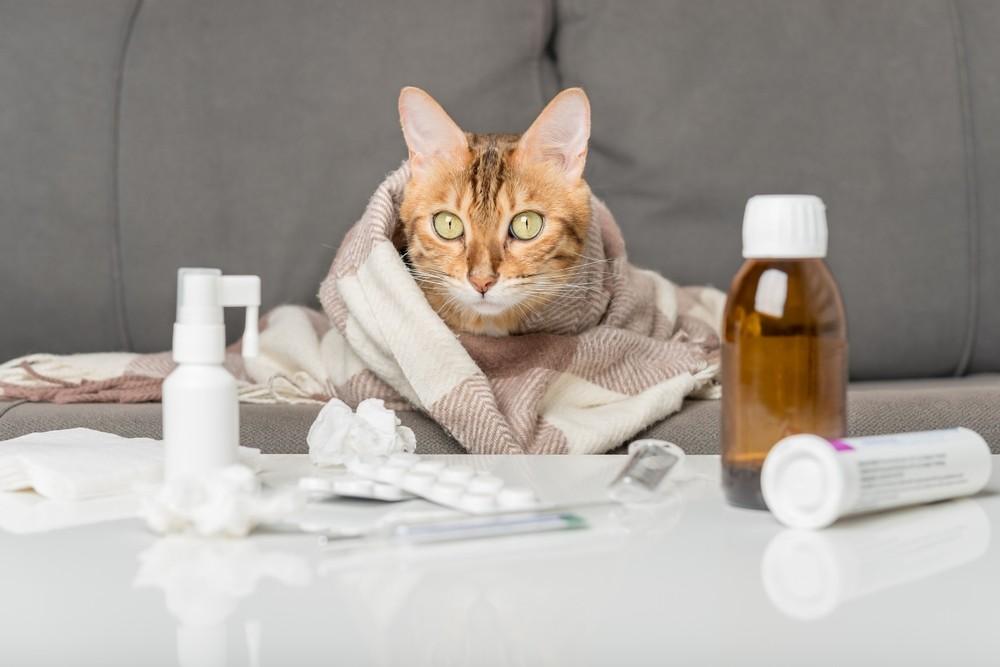 5 Rekomendasi Obat Pilek untuk Kucing agar Cepat Sembuh