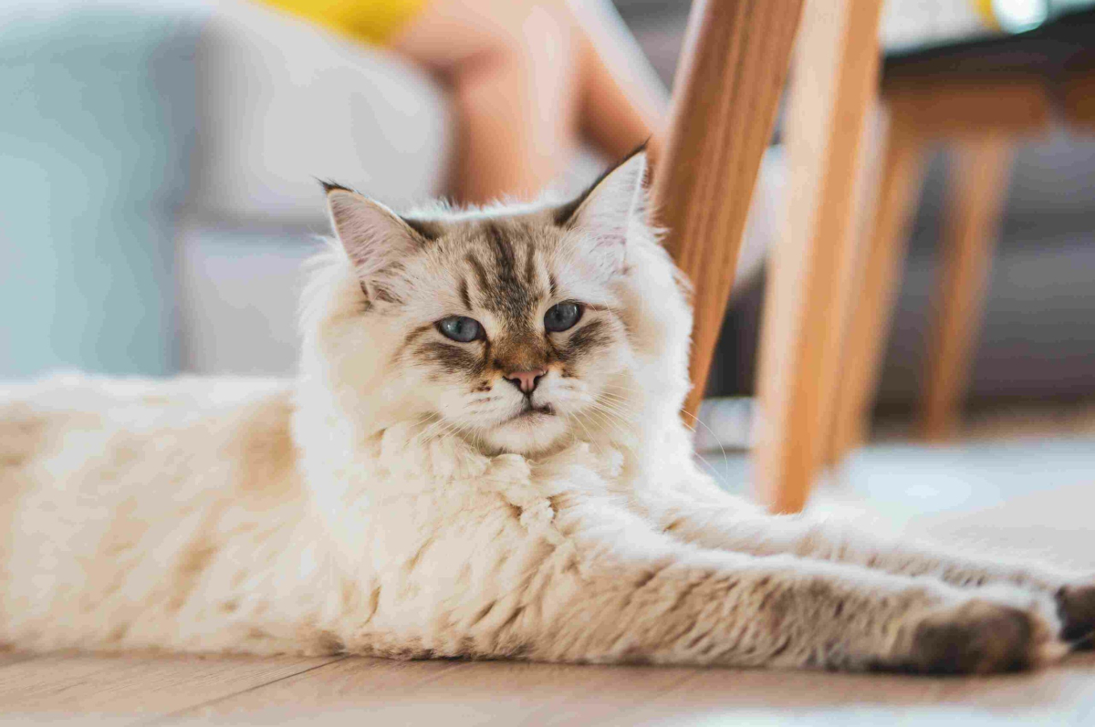 Berat Badan Ideal Kucing dan Cara Tepat Mengukurnya