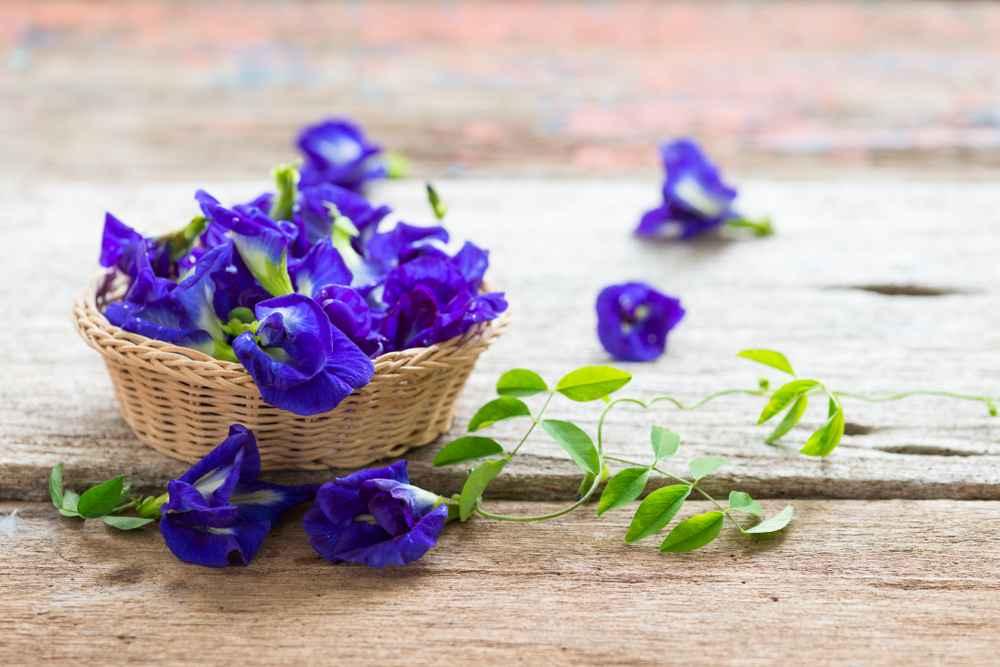 Bunga Telang untuk Mata, Benarkah Ada Manfaatnya?