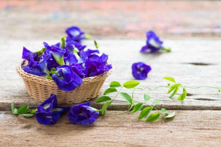 Bunga Telang untuk Mata, Benarkah Ada Manfaatnya?