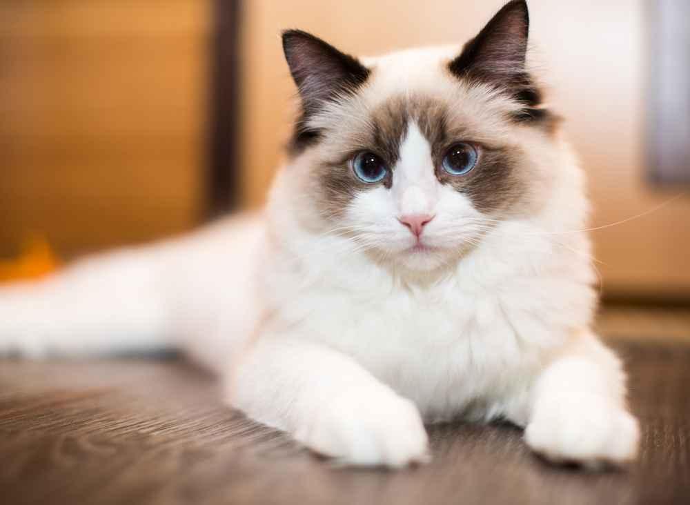 7 Fakta Menarik Kucing Ragdoll yang Tidak Takut Air