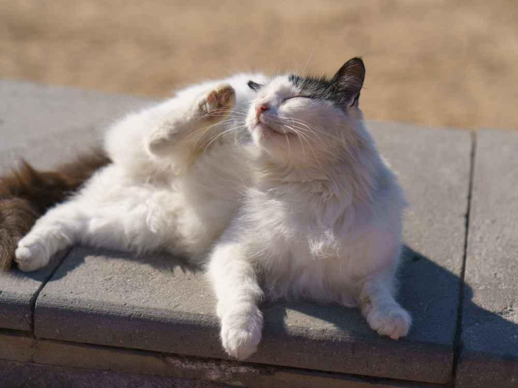 10 Penyakit Kulit pada Kucing yang Perlu Diwaspadai - Hello Sehat