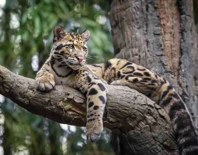 Mengenal 9 Jenis Kucing Hutan yang Ada di Indonesia