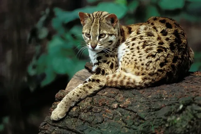 Mengenal 9 Jenis Kucing Hutan yang Ada di Indonesia