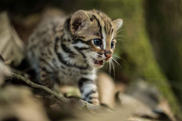 Mengenal 9 Jenis Kucing Hutan yang Ada di Indonesia