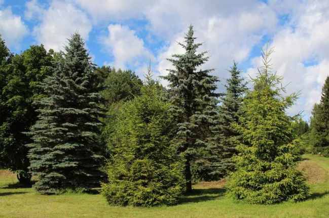 Kenali Manfaat Pohon Cemara untuk Lingkungan dan Kesehatan