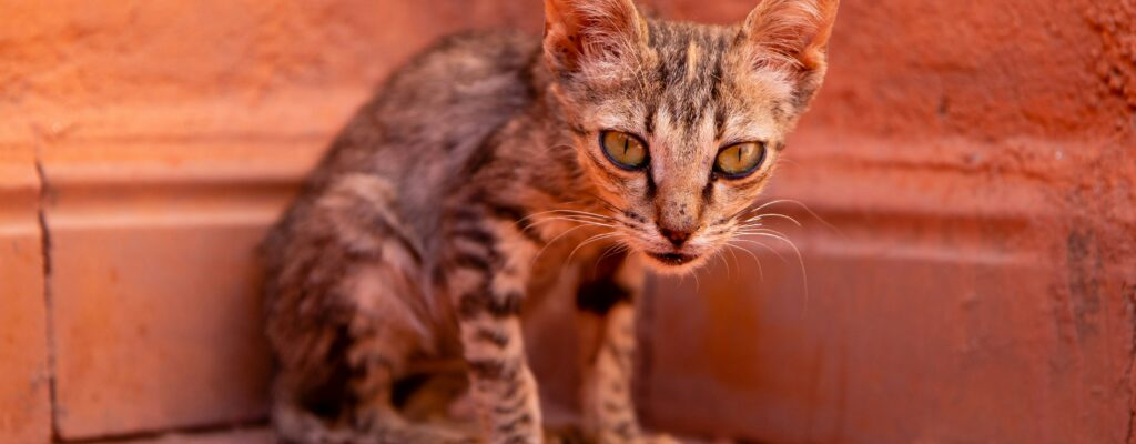 10 Penyebab Kucing Tiba-Tiba Kurus dan Hal yang Perlu Dilakukan