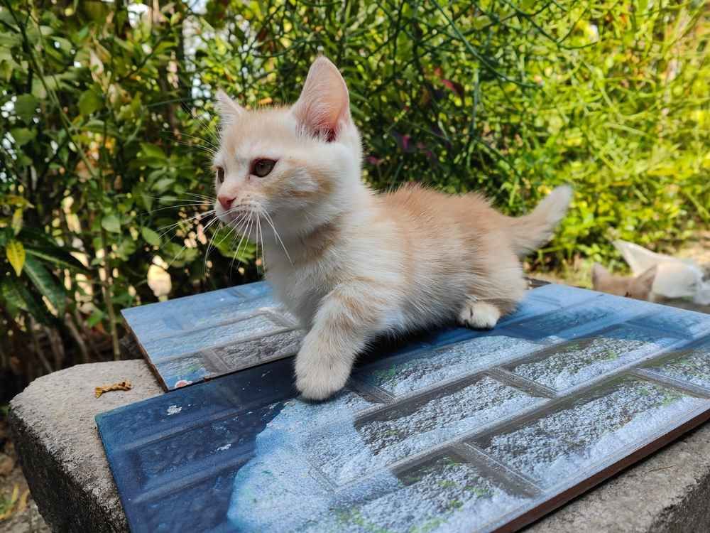 8 Kucing Kaki Pendek yang Menggemaskan dan Cocok Dipelihara