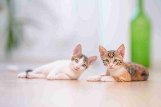 Daur Hidup Kucing, Mulai dari Anak-anak hingga Senior