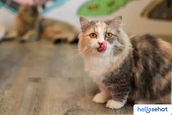 5 Karakteristik Kucing Munchkin dan Perawatannya yang Tepat