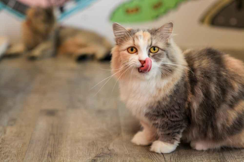 5 Karakteristik Kucing Munchkin dan Perawatannya yang Tepat