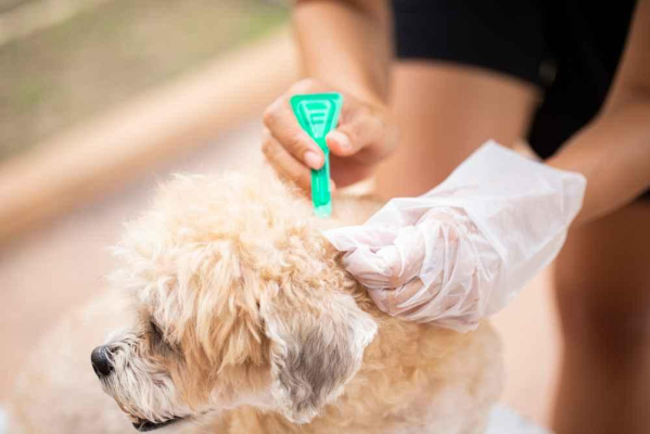 10 Rekomendasi Merk Obat Kutu Anjing Terbaik - Hello Sehat