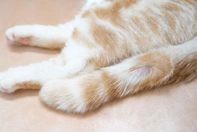 Stud Tail pada Kucing, Penyebab, dan Cara Mengatasinya