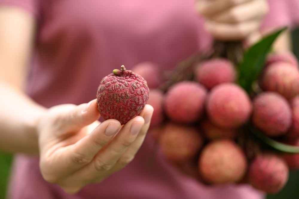 Apakah Ibu Hamil Boleh Makan Buah Leci? Ini Aturannya