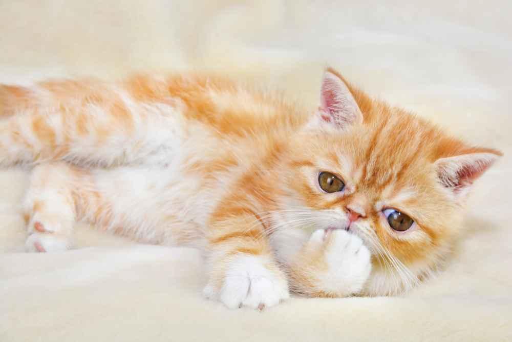 8 Jenis Kucing Hidung Pesek, Bukan Cuma Persia