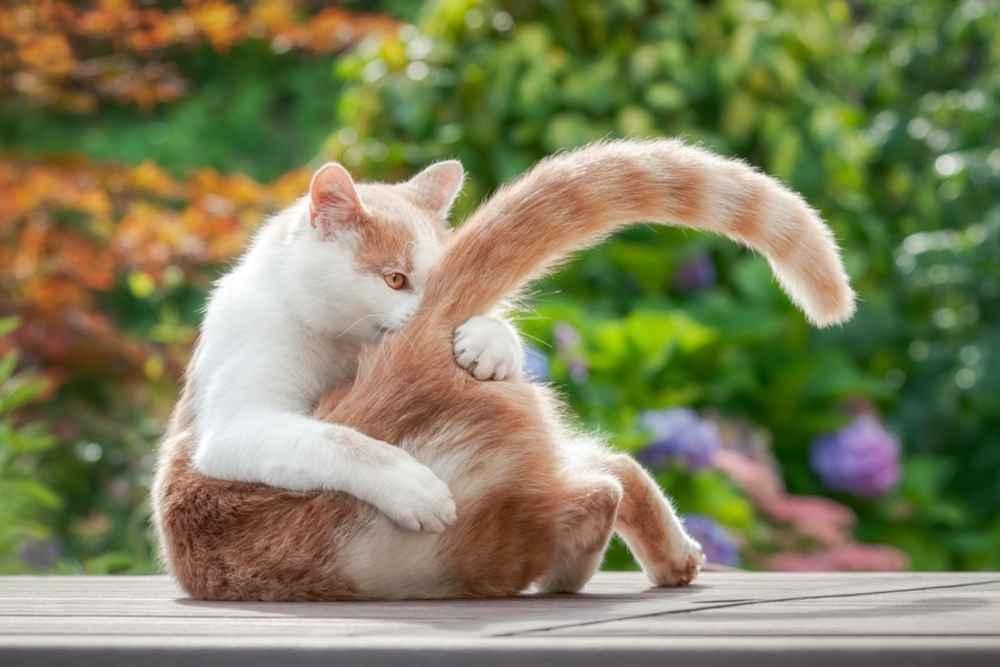 Stud Tail pada Kucing, Penyebab, dan Cara Mengatasinya