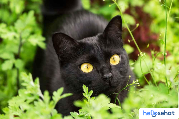 Mengenal Kucing Bombay, dari Ciri hingga Perawatannya