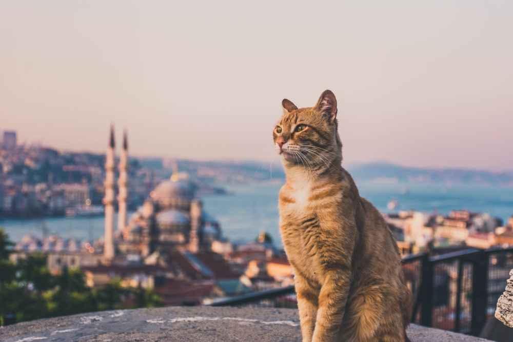 7 Fakta Kucing di Turki yang Amat Dicintai Penduduknya