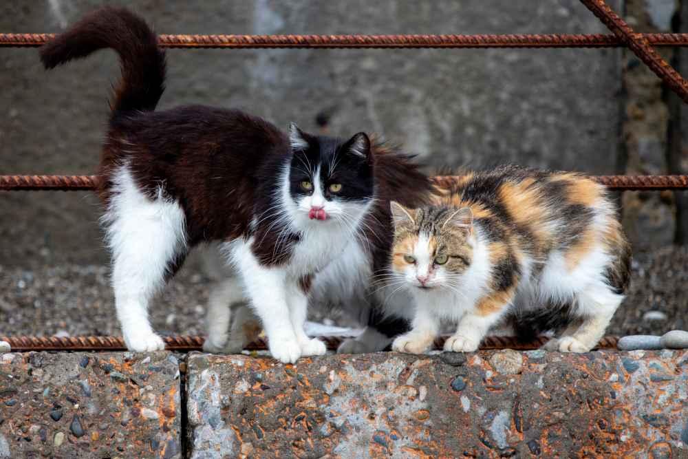 Kucing Liar vs Kucing Jalanan, Apa Bedanya? - Hello Sehat