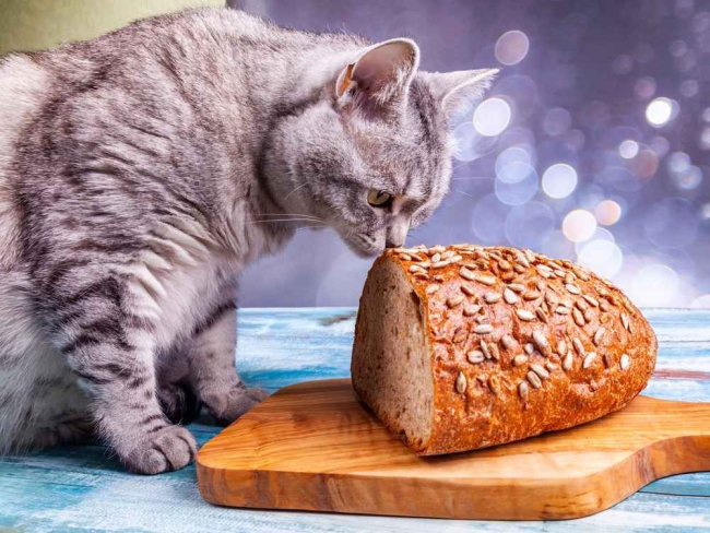 Apakah Kucing Boleh Makan Roti? Ketahui Faktanya