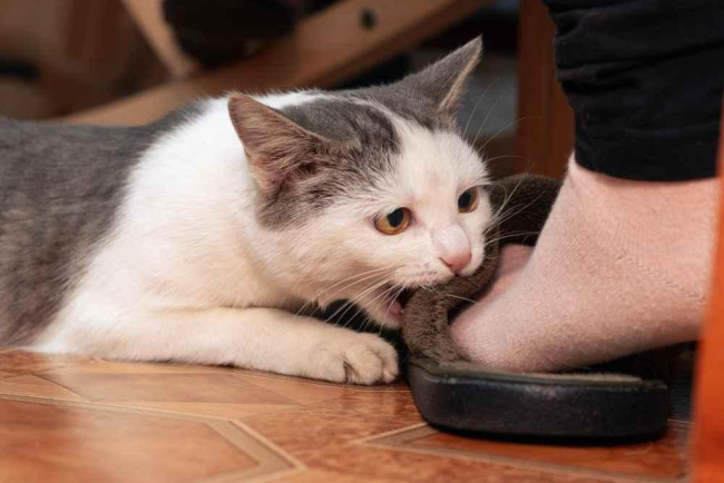 7 Penyebab Kucing Suka Menggigit dan Tips Mengatasinya
