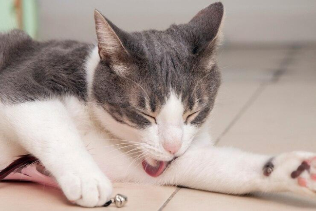 9 Alasan Mengapa Kucing Suka Menjulurkan Lidahnya