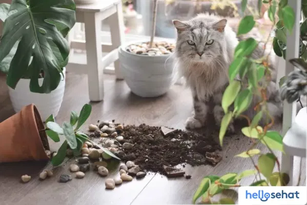 6 Penyebab Kucing Nakal dan Cara Mengatasinya