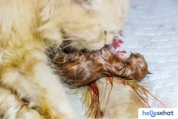 5 Manfaat Ari-Ari Kucing serta Mitos dan Faktanya