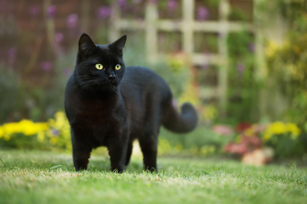 10 Jenis Ras Kucing Hitam yang Populer Dipelihara