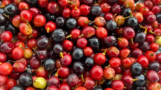 8 Manfaat Buah Buni, Buah Mungil yang Kaya Antioksidan