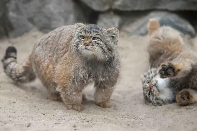 13 Fakta Menarik Kucing Pallas, Kucing Liar dari Himalaya