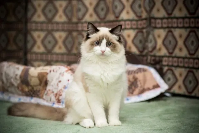 10 Jenis Ras Kucing Besar, Ada Maine Coon hingga Bengal