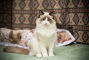 10 Jenis Ras Kucing Besar, Ada Maine Coon hingga Bengal