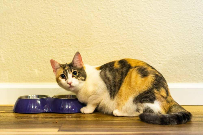 Mengenal Kucing Calico, Belang Tiga yang Kebanyakan Betina