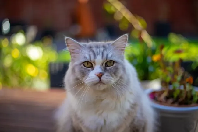 10 Jenis Ras Kucing Besar, Ada Maine Coon hingga Bengal