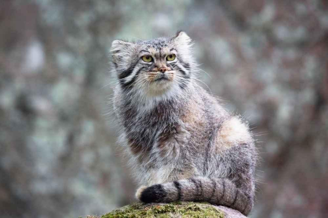 13 Fakta Menarik Kucing Pallas, Kucing Liar dari Himalaya