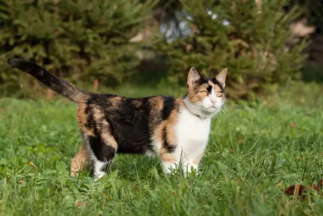 Mengenal Kucing Calico, Belang Tiga yang Kebanyakan Betina