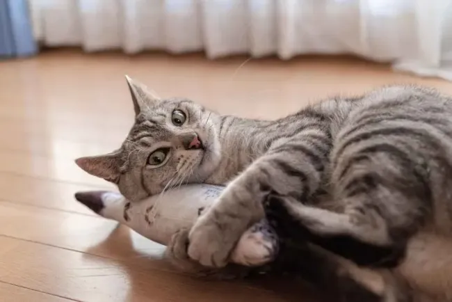 8 Jenis Mainan untuk Kucing yang Aman dan Menyenangkan
