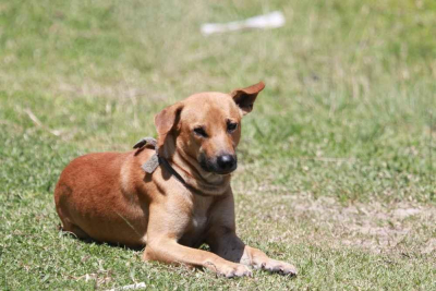 10 Jenis Anjing Peliharaan Terbaik dan Karakteristiknya - Hello Sehat