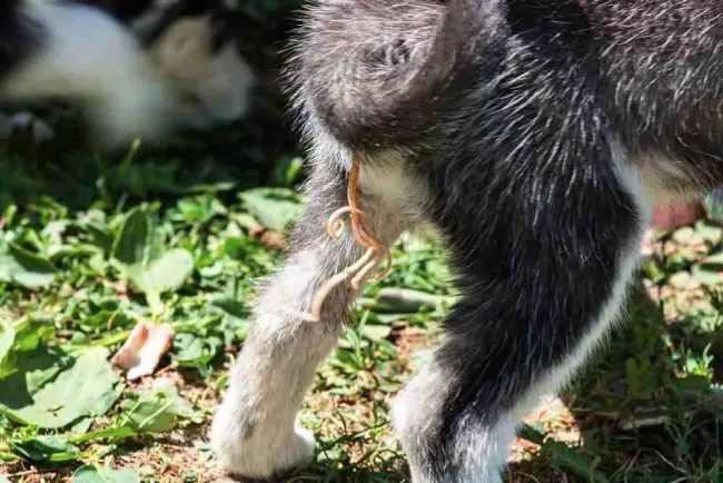 Ciri-Ciri Anjing Cacingan dan Cara Mengobatinya yang Tepat