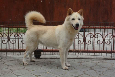 11 Fakta Anjing Kintamani Asal Bali yang Dikenal Dunia