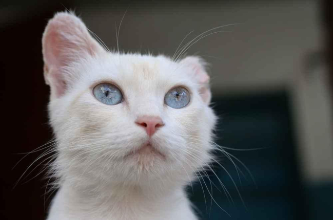 Apakah Kucing Bisa Terkena Down Syndrome? Ini Faktanya - Hello Sehat