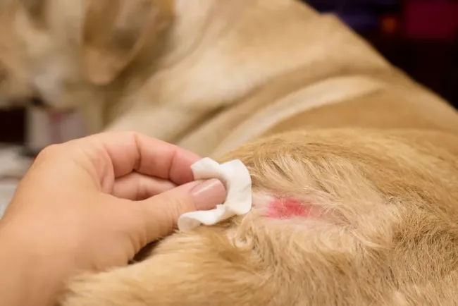 8 Penyakit Kulit yang Umum Menyerang Anjing dan Gejalanya