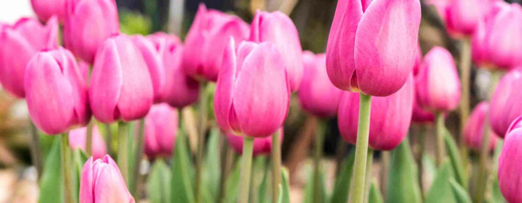 7 Manfaat Bunga Tulip yang Tidak Banyak Diketahui