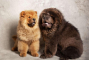 Mengenal Anjing Chow Chow, Karakter, dan Cara Merawatnya